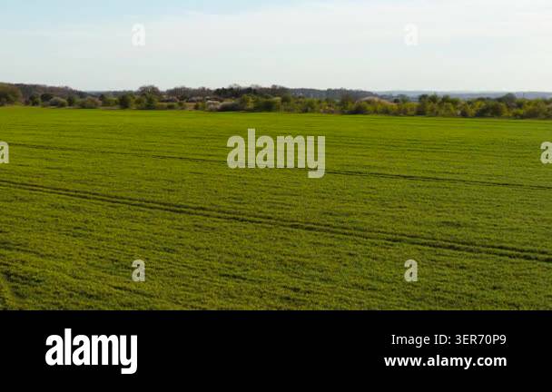 Wheat crops expanding across field with visible tractor tracks ...