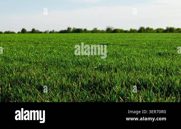 Wheat field green crops dense growth across farmland with clear horizon ...
