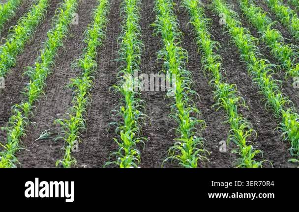 Maize seedlings emerging in cultivated soil with uniform planting rows ...