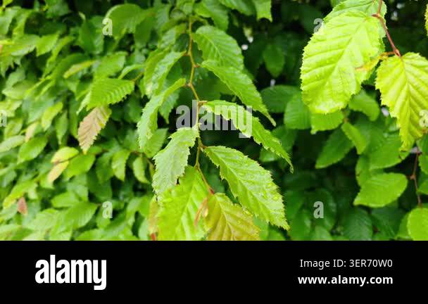 Rain drops green leaves after rainfall. Fresh tree foliage covered with ...