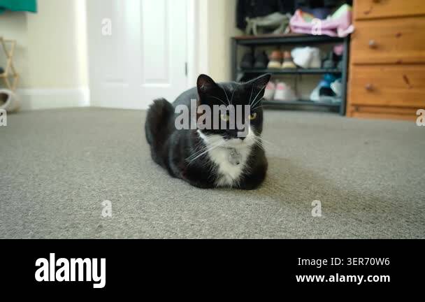 Black and white cat resting on carpet in living room. Relaxed tuxedo ...