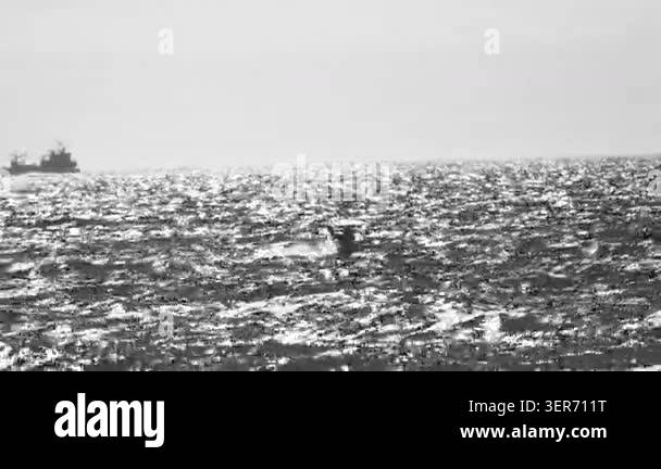 A kiteboarder is seen riding on the ocean waves close to the shore. The ...