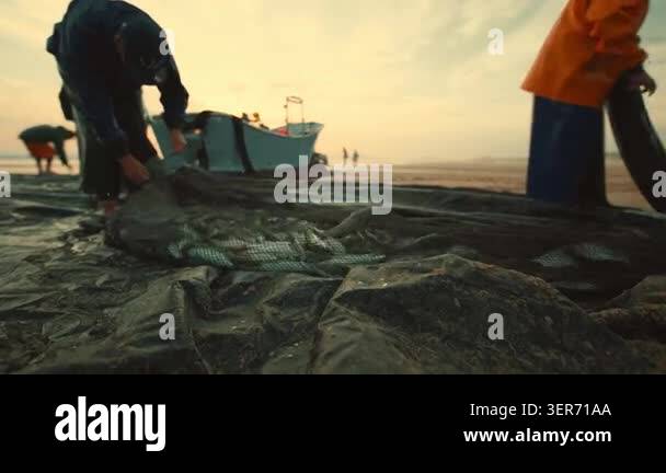 Fishermen pulling a large net full of fish ashore on a sandy beach at ...