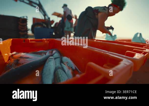 Fishermen unloading and sorting freshly caught fish into orange crates ...