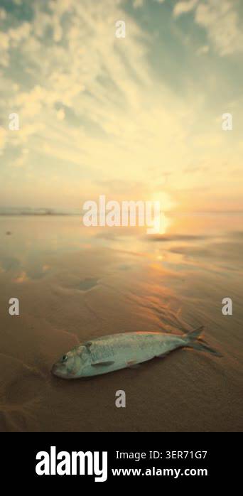 Dead ocean fish lying on the wet sand of a beach as the sun sets over ...