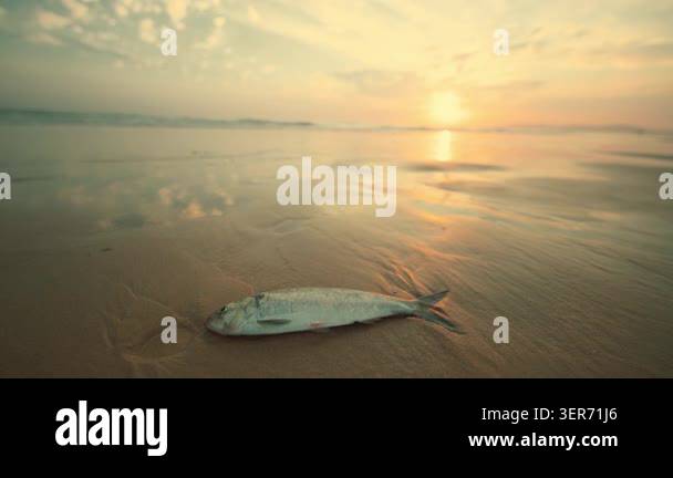 Dead fish lying on the wet sand of a beach as the sun sets over the ...