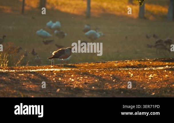 Birds are seen walking and resting in a park during the sunset. The ...