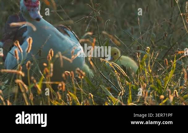 A mother duck and her ducklings move through the grass in a field at ...