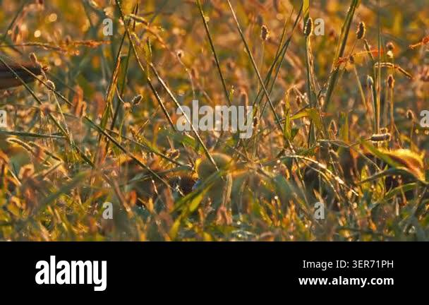 Sunlight breaks through tall grass in a rural field during the early ...