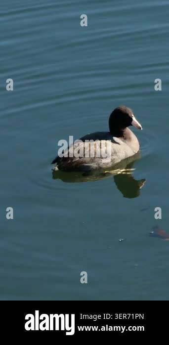 A duck moves through clear water at a lake. The sun is shining and ...