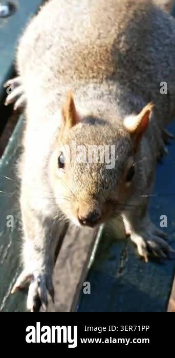 A squirrel comes close to a person sitting on a bench in a park during ...