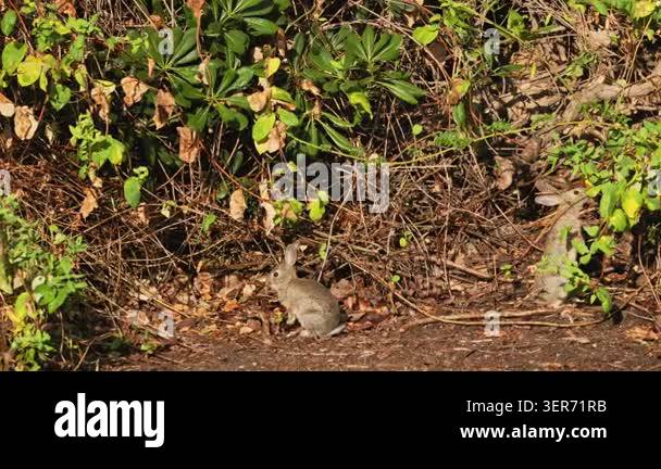 Two rabbits move around a garden area filled with plants and leaves ...