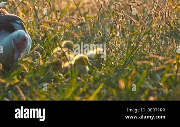 A mother duck walks in a field with her ducklings following closely ...