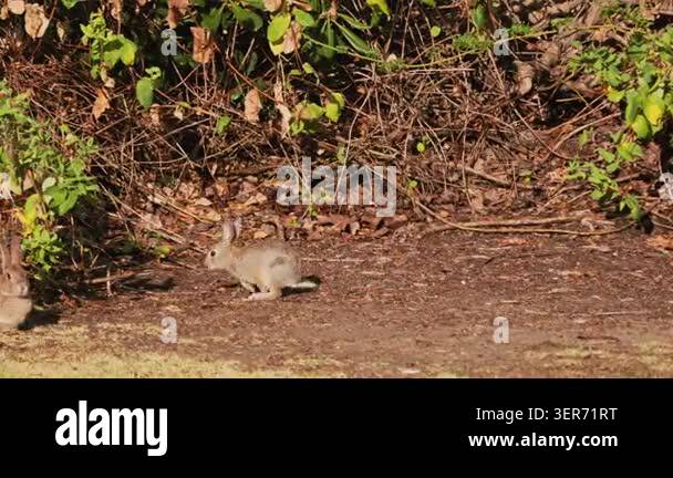 A rabbit moves quickly through a garden area. The sunlight shines on ...