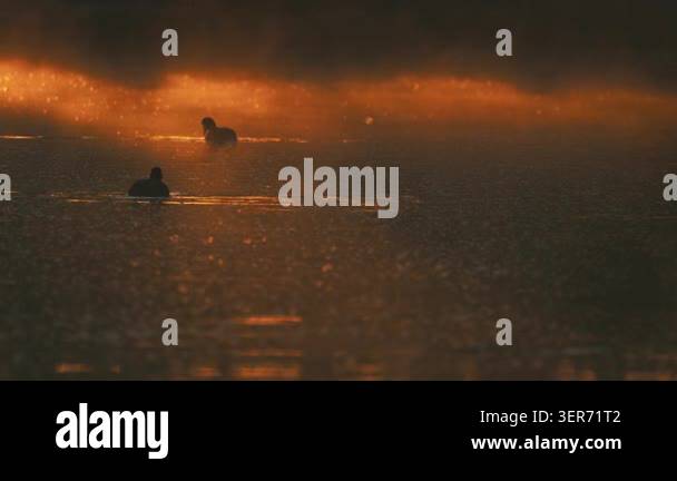 Ducks glide on the surface of a lake as the sun rises. Mist forms above ...
