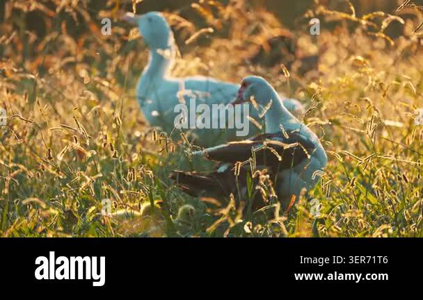 Two ducks are walking through tall grass in a field as the sun rises ...