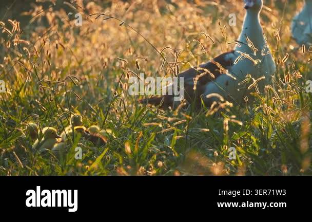 Ducks wander through tall grass as the sun shines brightly. The setting ...