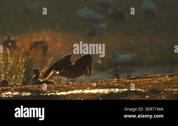 Birds are seen moving around water in a wetland area during the evening ...
