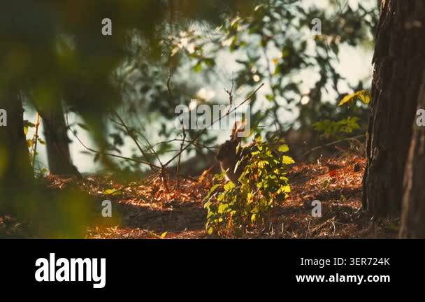 A deer grazes quietly in the forest close to a lake. Sunlight filters ...