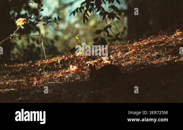 A rabbit sits quietly on the ground in a forest. Sunlight shines ...