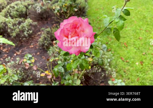 Vibrant pink rose in full bloom, adorned with delicate raindrops ...