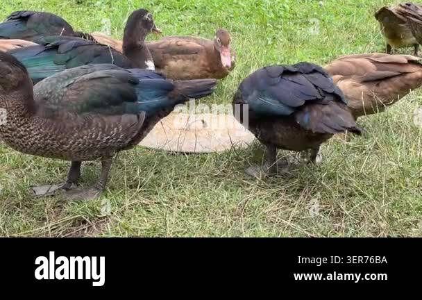 Beautiful farm ducks with brown and blue plumage grazing peacefully on ...