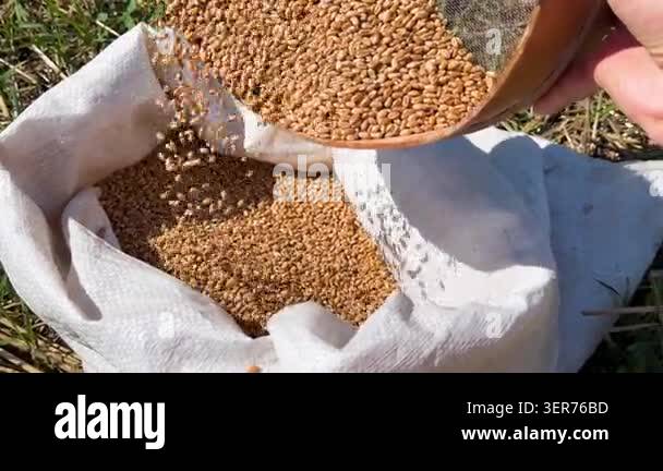 Organic farming and traditional grain separation process photography ...