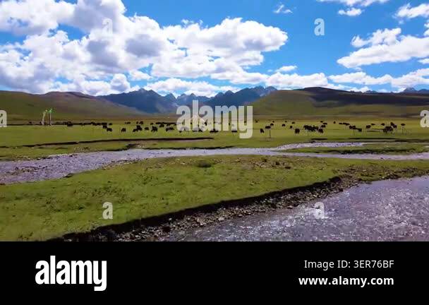 Overlook Plateau Stream Pasture Scenery Qinghai China Stock Video ...