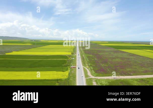 Aerial Flower Sea Grassland Field Road Qinghai China Stock Video ...