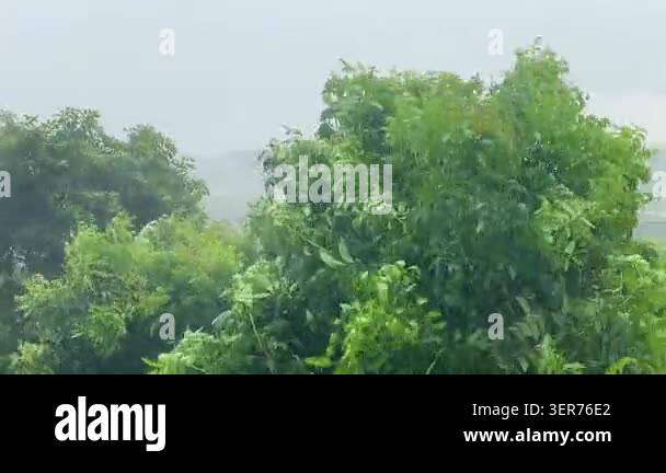 Tree branches swaying in strong storm winds Stock Video Footage - Alamy