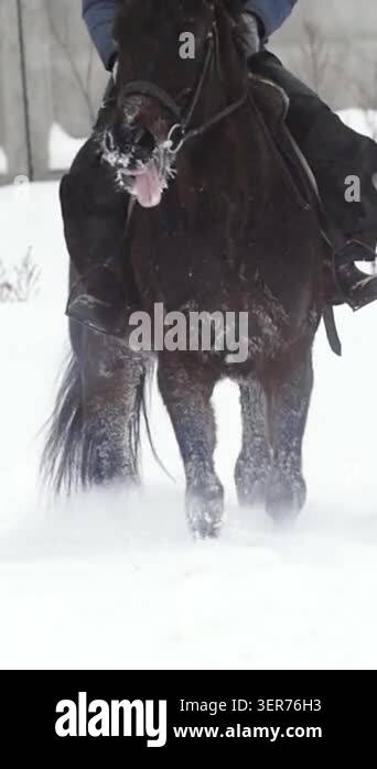 Equestrian sport - a horse walking in snowy field during snawfall ...