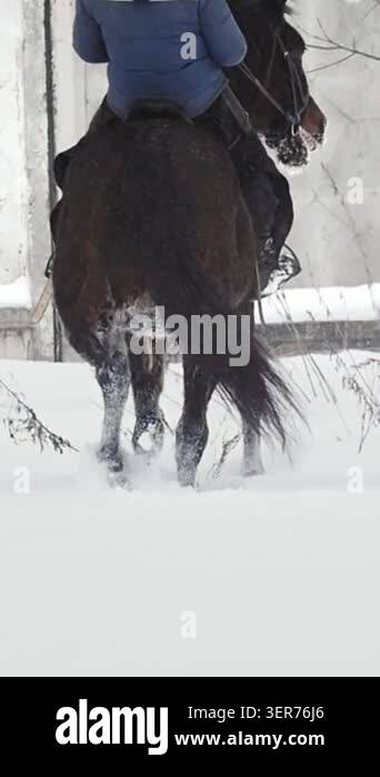 Equestrian sport - a horse with rider walking in snowy field during ...