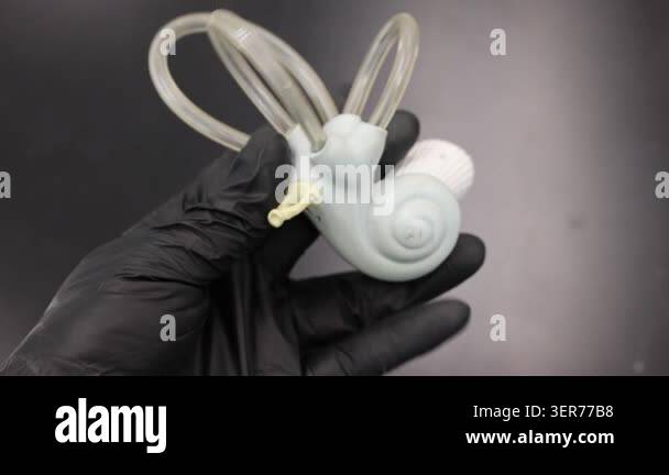 High quality rotating anatomical model of the human inner ear displayed ...