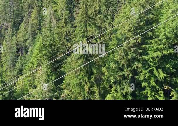 Aerial view of a cable car moving through a dense forest of evergreen ...