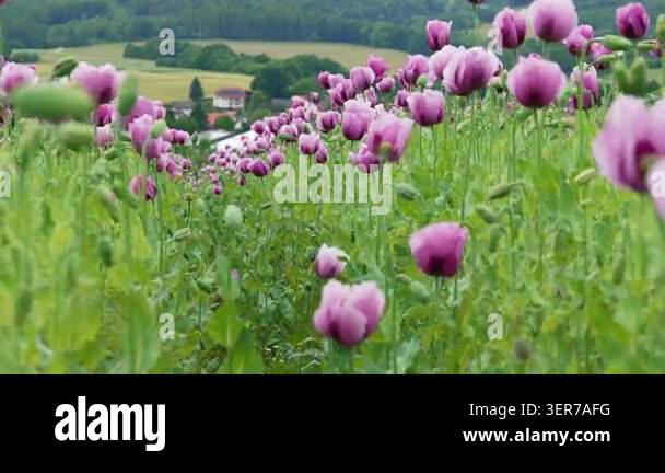 Mid shot of purple poppies in the foreground, transitions into a green ...