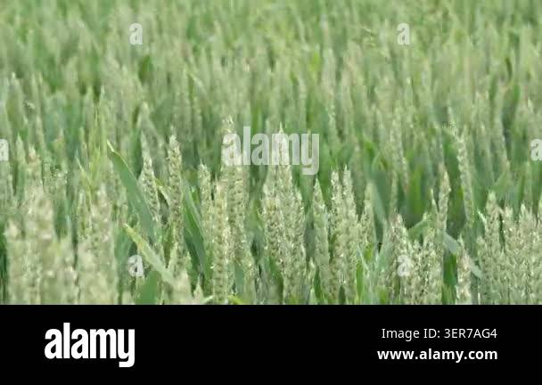 Whole frame filled with lush green ears of young wheat, creating a ...