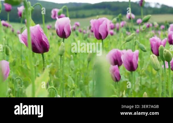 Close up of several tender purple poppies standing out against a ...