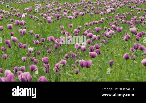 Panoramic high angle view of an endless field of blooming purple ...