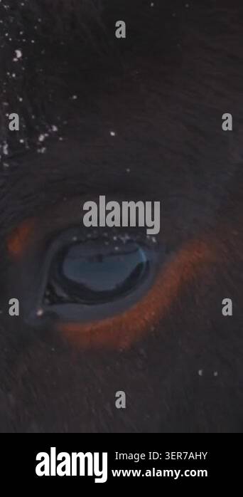 A close up view of the eye of a brown horse at snowy weather, telephoto ...