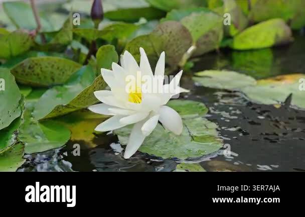 Lily blossom. Blooming waterlily flower growing in water. Lilies flower ...