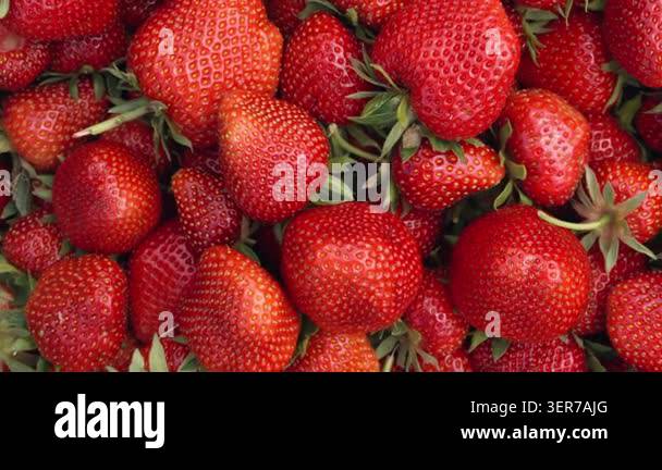 Full frame background of many freshly picked ripe red strawberries with ...