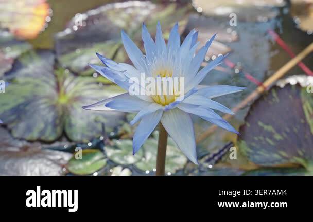 Beautiful flowering lily. Flower of Nymphaea waterlily. Flowering ...