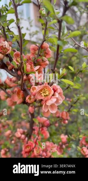 Blooming Japanese Quince Branch in Spring Garden Stock Video Footage ...