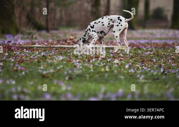 A Dalmatian dog sniffs grass in a natural outdoor park setting. The ...