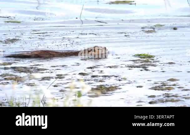 Nutria swimming in a lake, surrounded by algae on the water's surface ...