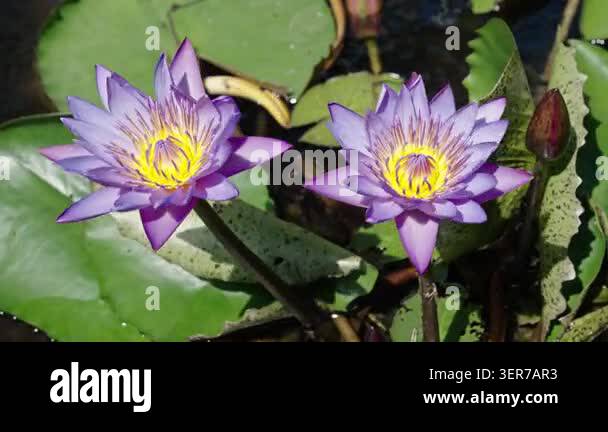 Aquatic purple flowering lily with leaves. Flower of Nymphaea waterlily ...