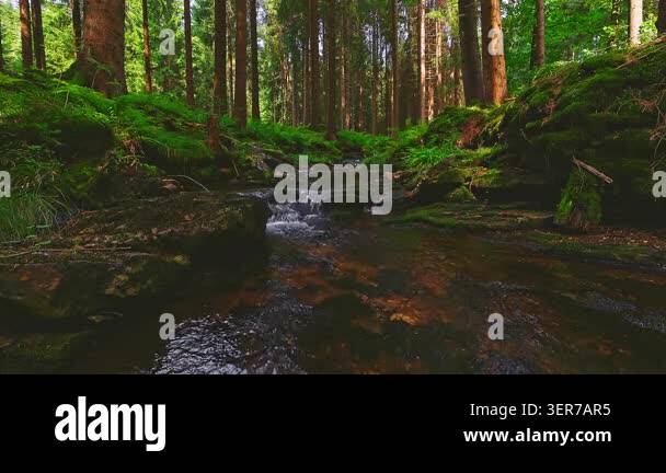 Static 4K footage of a forest stream with clear flowing water sounds ...