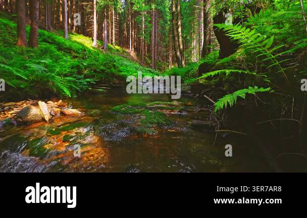 Static 4K footage of a forest stream with clear flowing water sounds ...