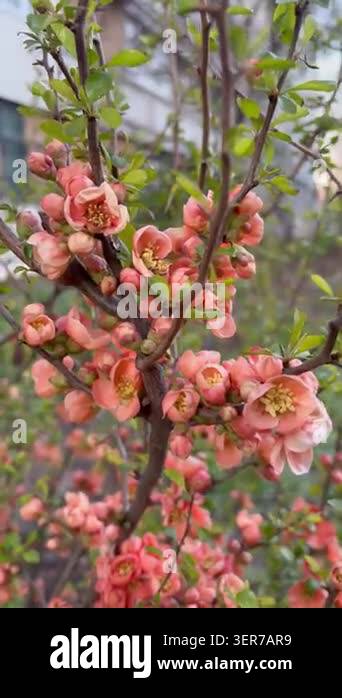 Blooming Japanese Quince Branch in Spring Garden Stock Video Footage ...