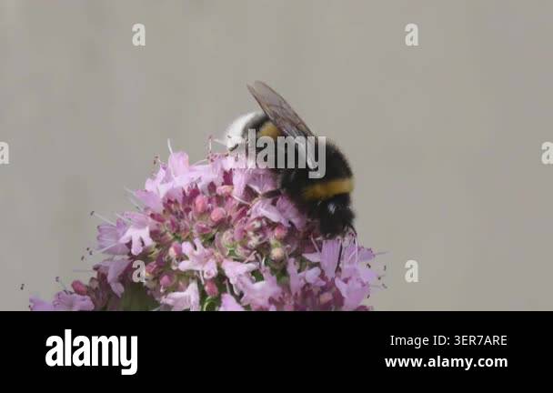 bee on flowering oregano, bee searching for nectar on an oregano ...